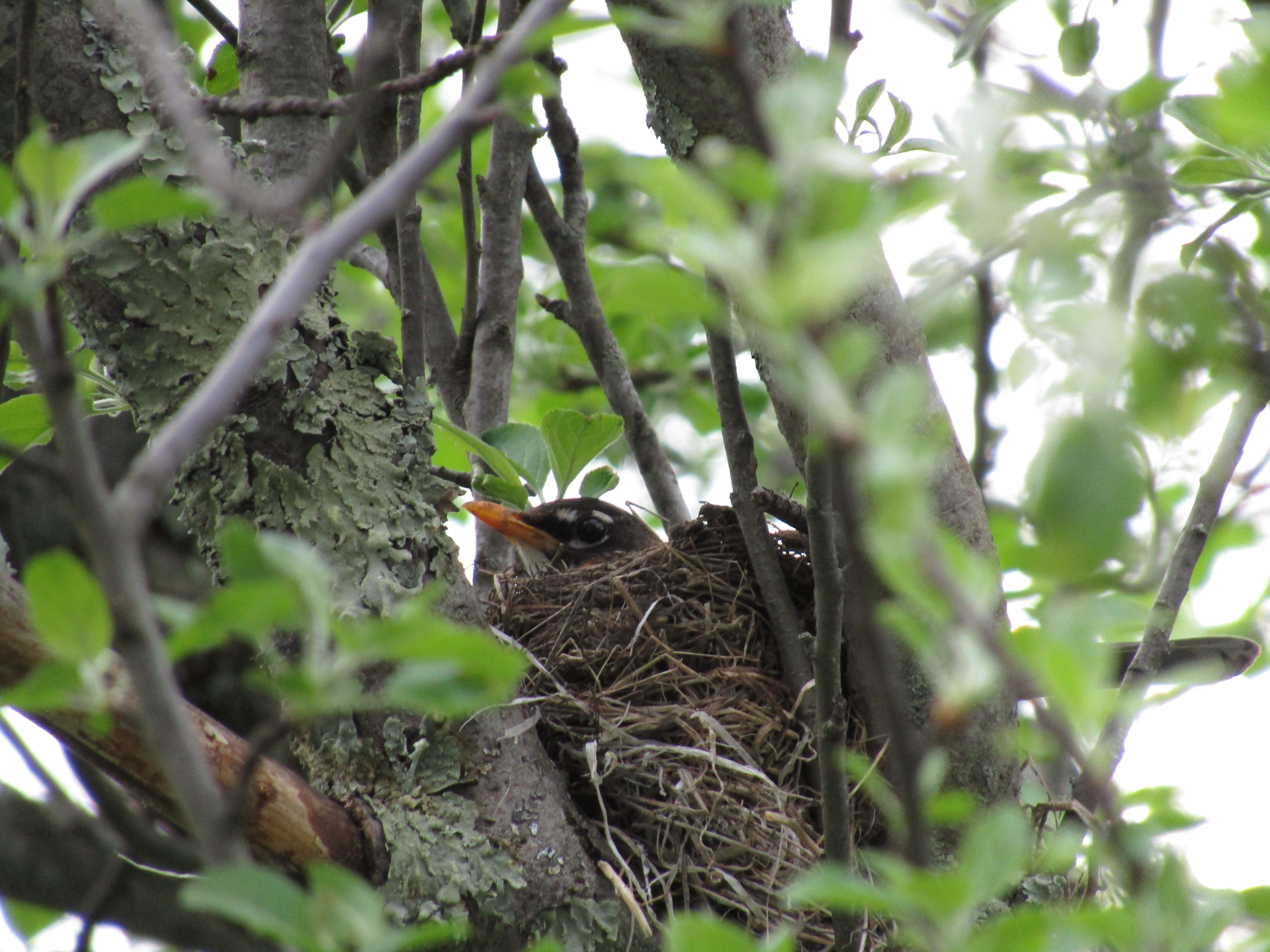 Poetry Friday: Outside My Window – Reading to the Core